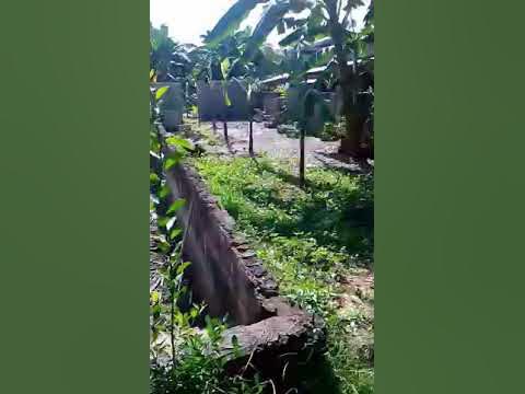 magtanim tayo ng saging para may aanihin mga kbbayan.. - YouTube