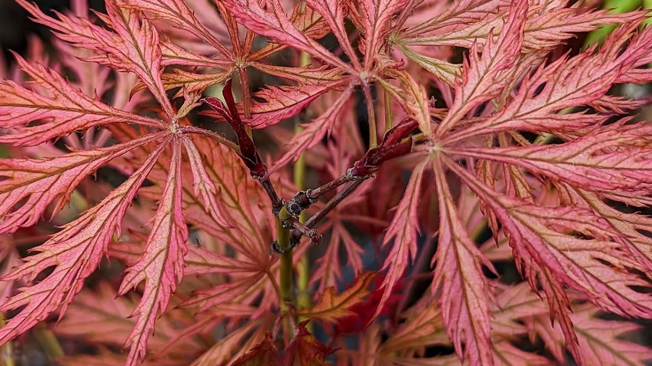 New Japanese Maple Cultivars! Part Two 4-27-23 - YouTube