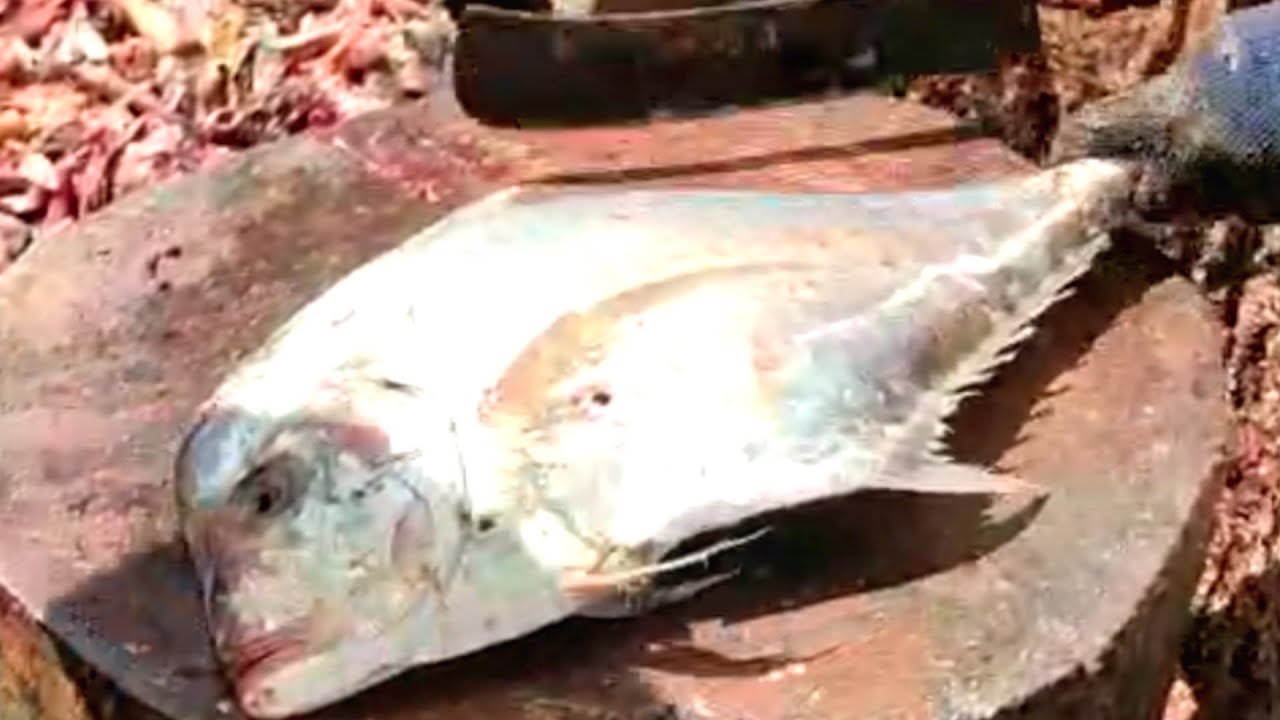Big Paara Fish Cutting | Fastest Fish Cutting Master | Kasimedu Fish ...