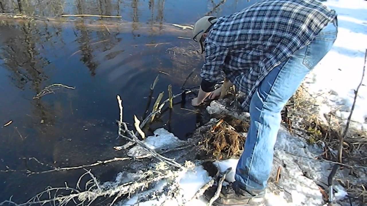 Beaver Trapping ADKs - YouTube