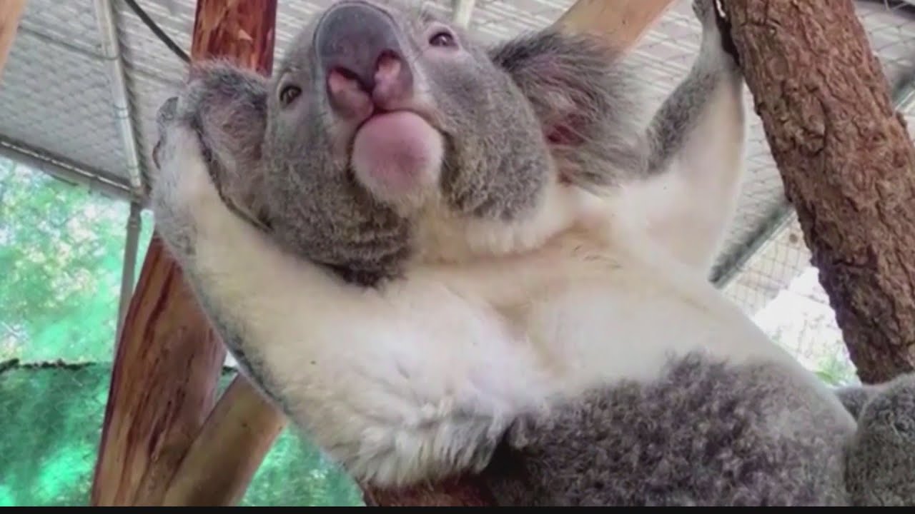 Koala receives prosthetic foot thanks to dentist in Australia - YouTube