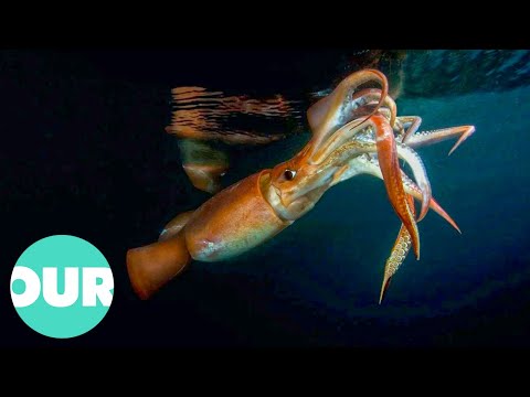 The Truth About Killer Squid | Our World