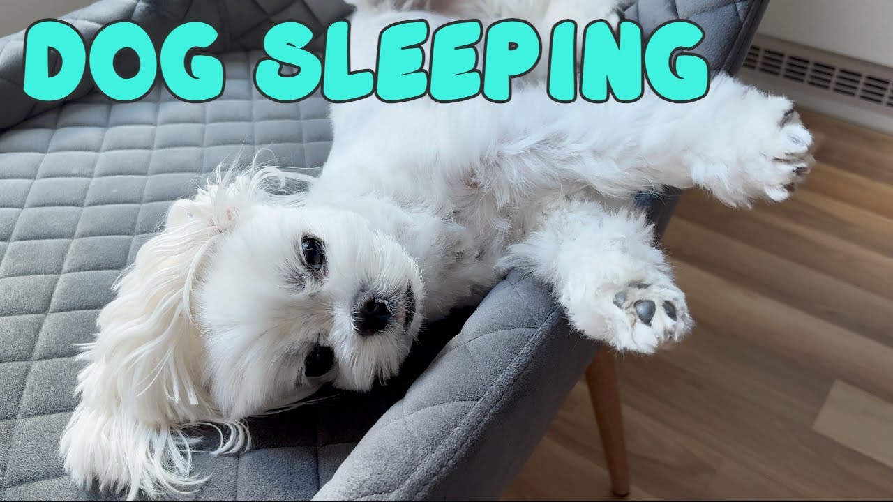 CUTE PUPPIES SLEEPING ️ RELAXING MUSIC 🎵 FOR SLEEPING AND EASE ANXIETY ...