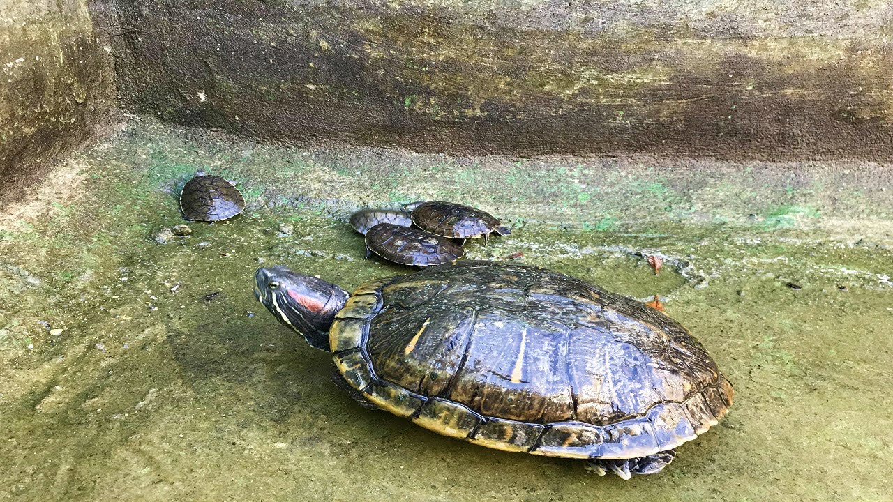 por primera vez juntó las tortugas bebé con su madre - YouTube