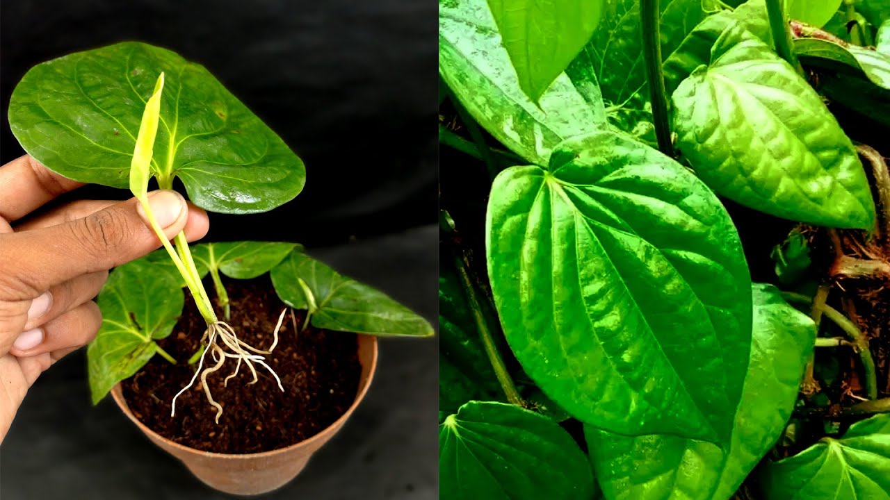 Great idea to grow betel leaves plant at home || Easy to way ...