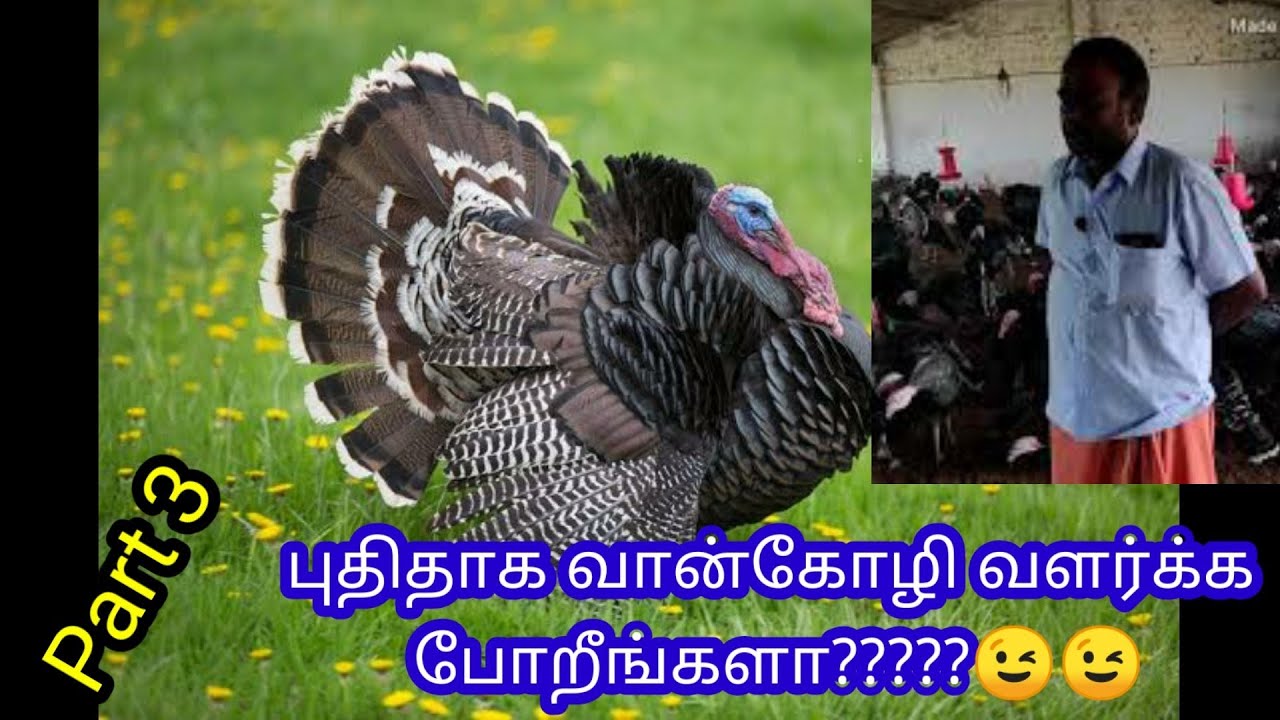 New Turkey Farm | வான்கோழி புதிய பண்ணை அமைக்க | Vankoli pannai ...