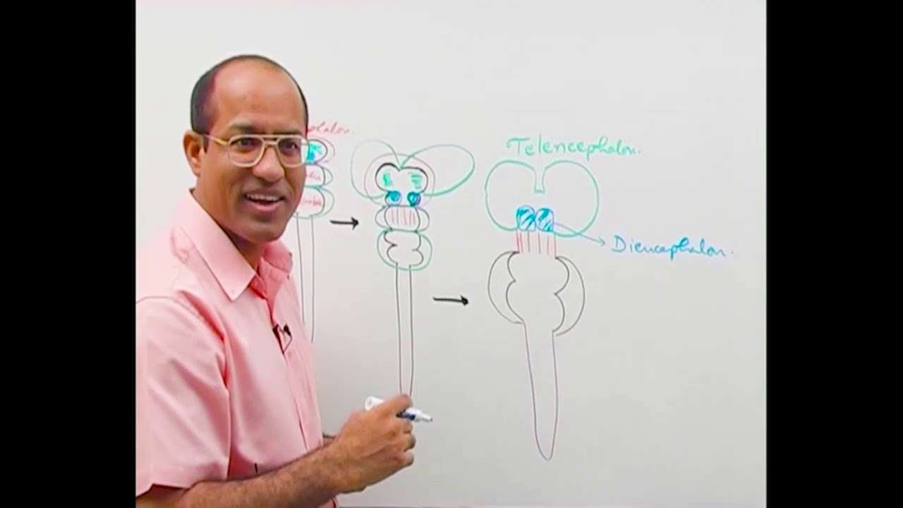 Diencephalon Part 1 Members Youtube