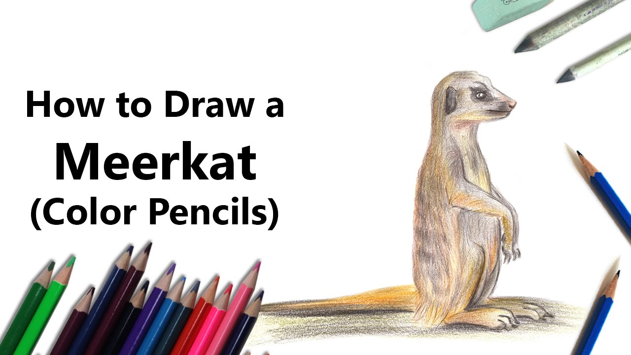 How to Draw a Meerkat with Color Pencils [Time Lapse] - YouTube
