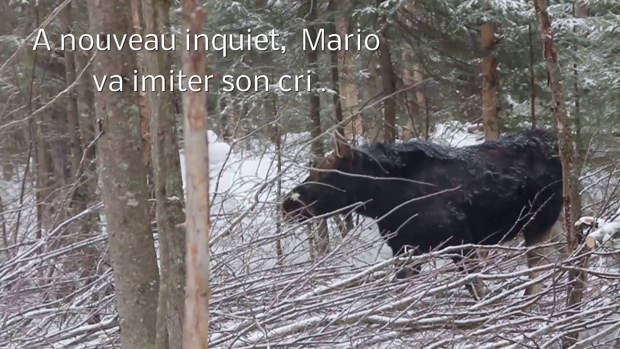 2016 01 26 Un orignal au Québec - YouTube