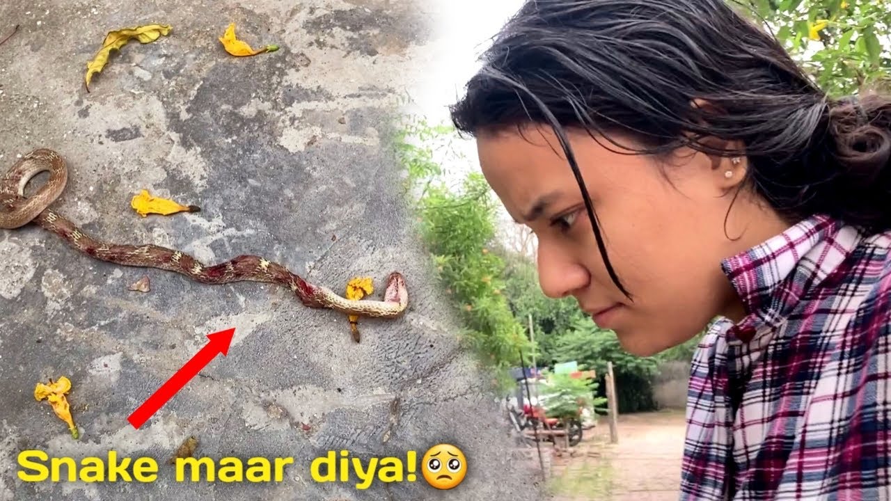Kisi ne SNAKE 🐍 ko maar diya 🥺 - YouTube