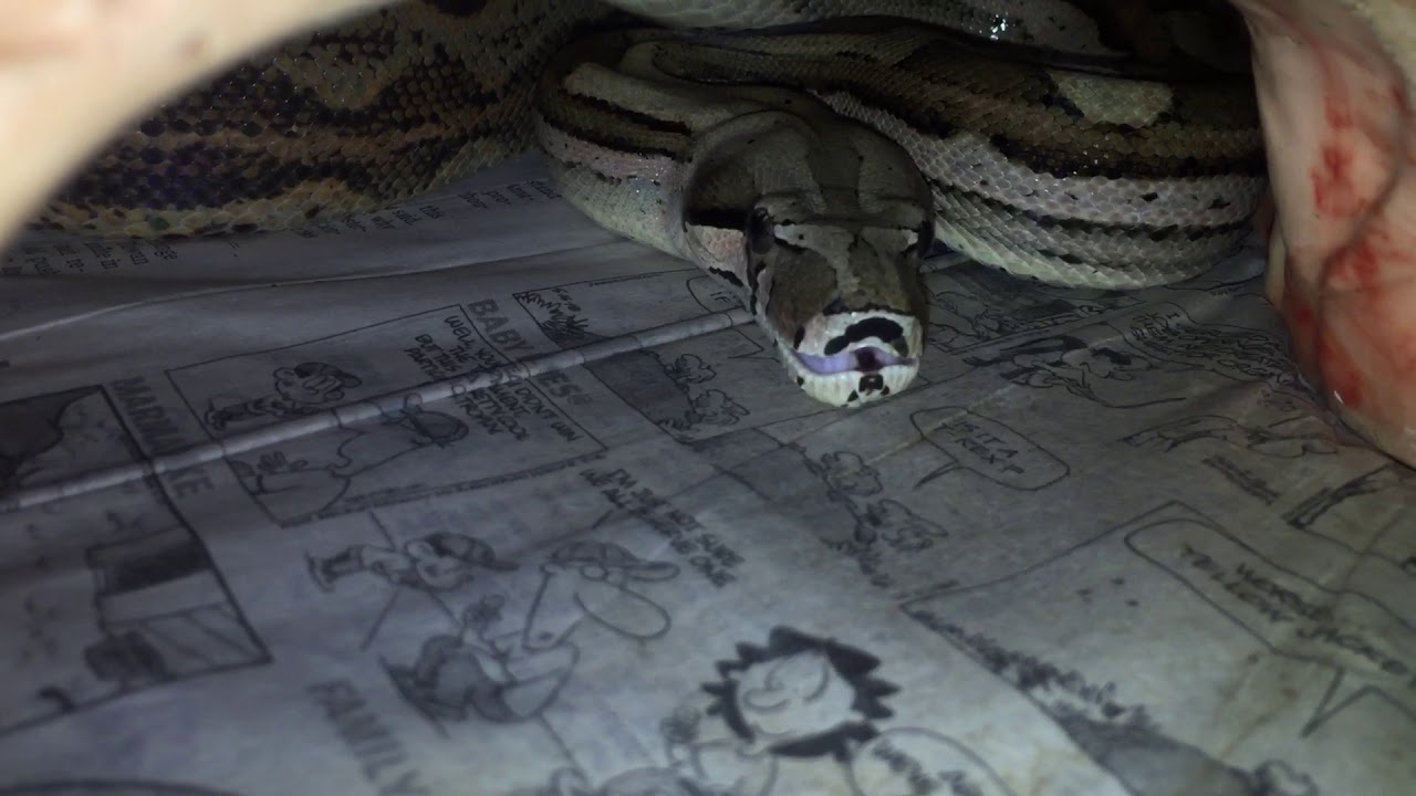 Boa Constrictor hissing - YouTube