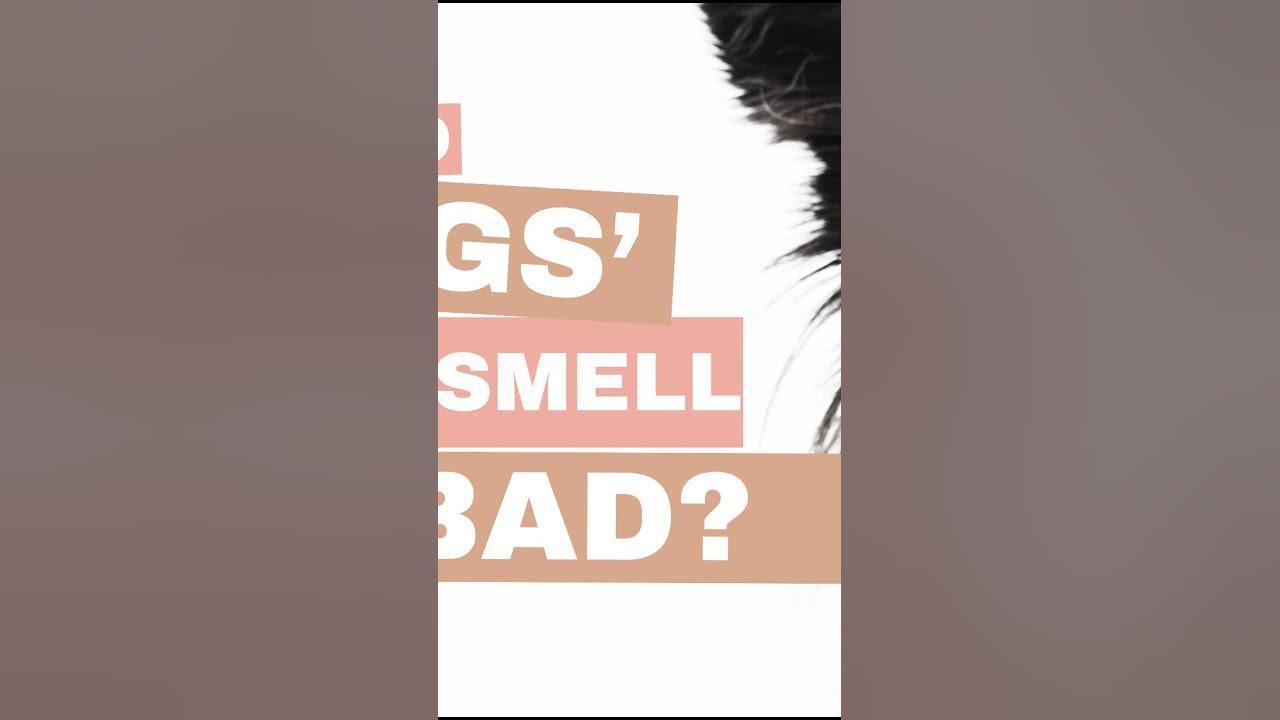 Why Can Dog Farts Smell So Bad Dog Behaviourist Laura V Answers This why-can-dog-farts-smell-so-bad-dog-behaviourist-laura-v-answers-this
