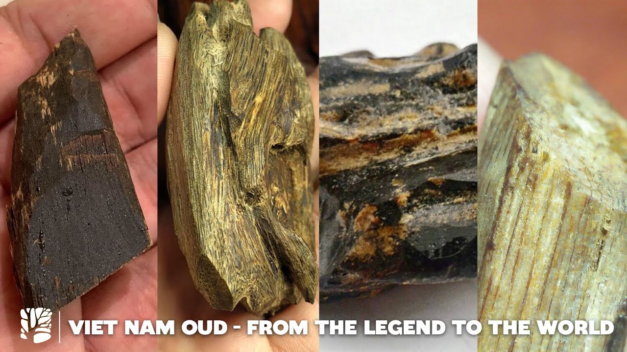 Vietnam Oud – From The Legend To The World | HAGA Oud - YouTube