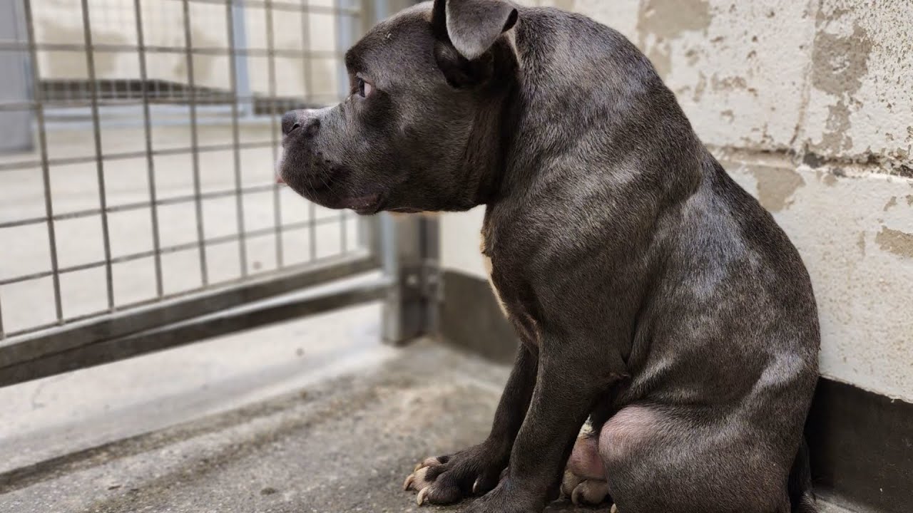 Dog was left at shelter with this heartbreaking note - YouTube