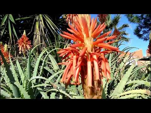 ALOE VERA ÇİÇEK AÇAR MI DİYENLER,EVET AÇAR GÖRÜLMEYE DEĞER.