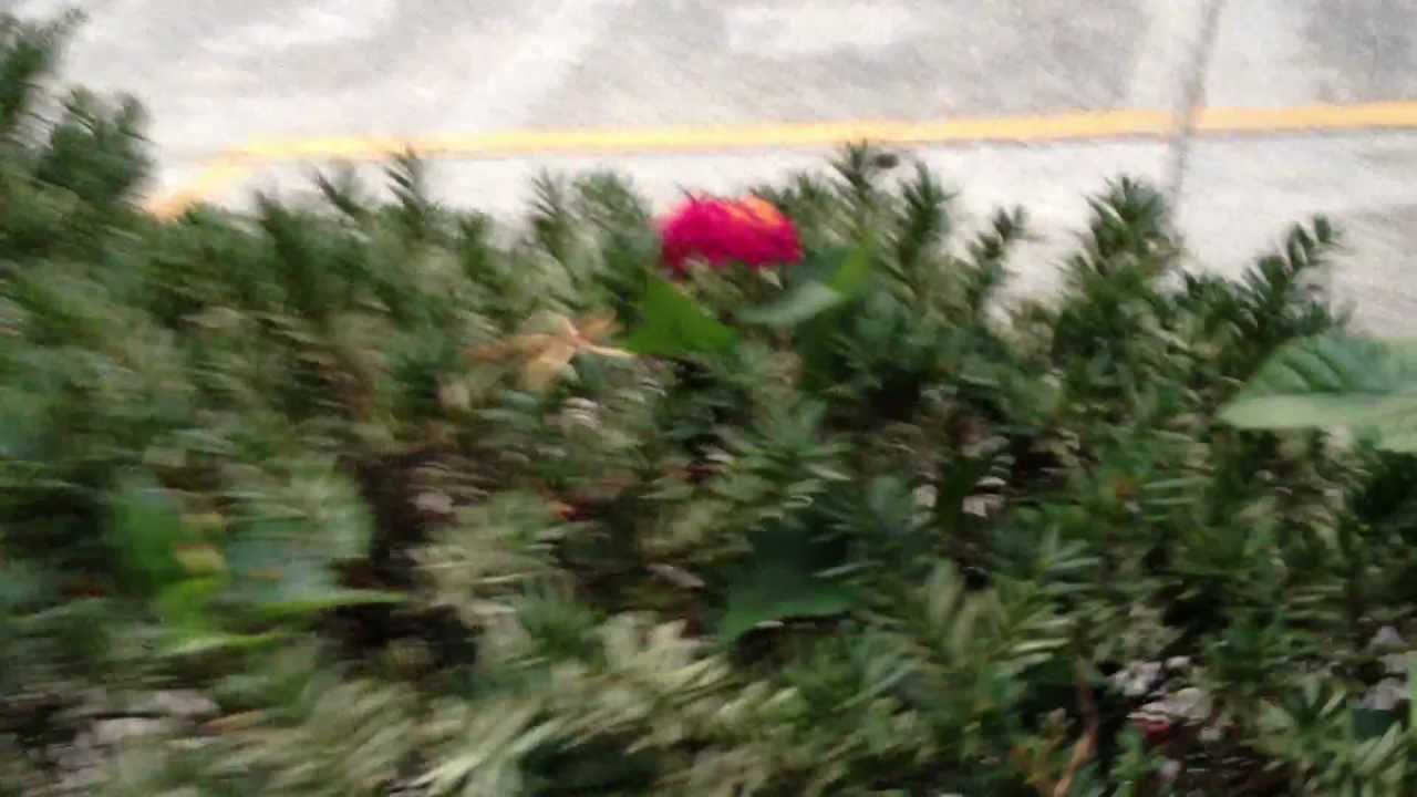 Japanese Hummingbird Hawk Moth - YouTube