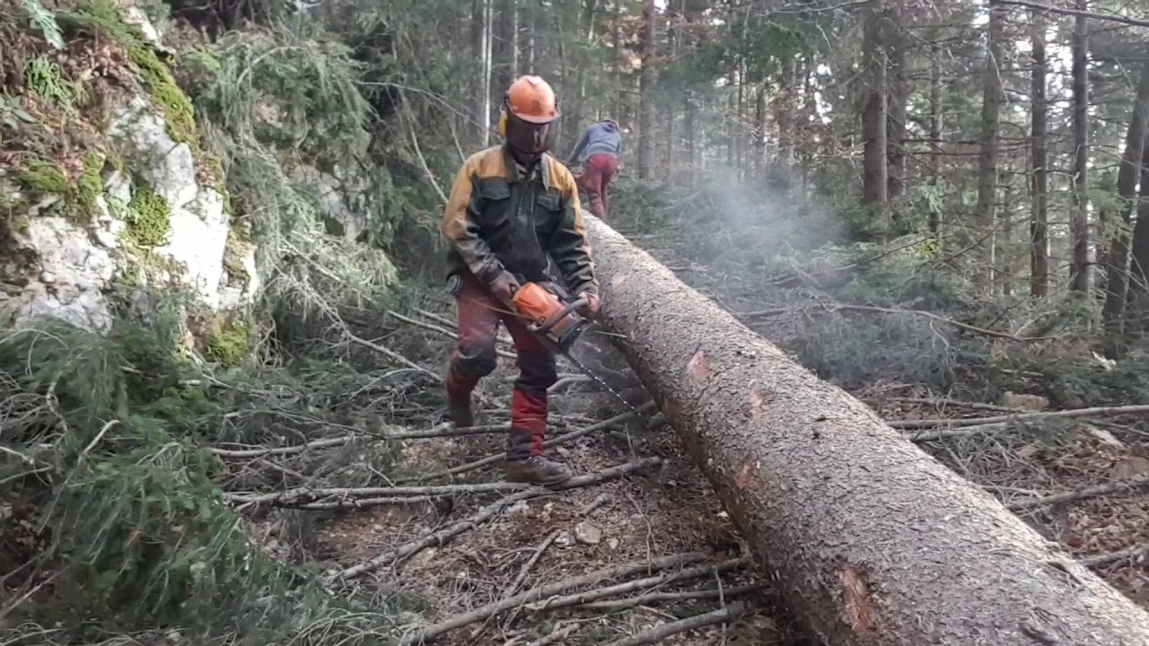 work in forest - YouTube