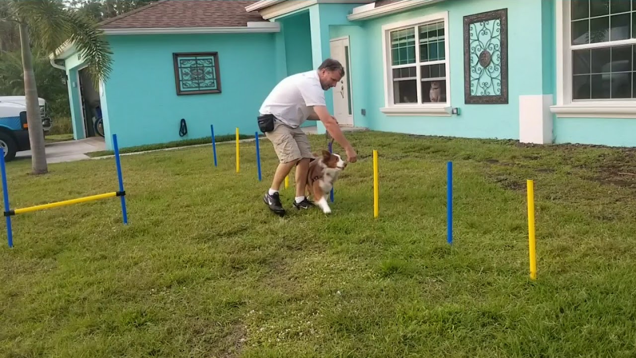 Agility course - YouTube