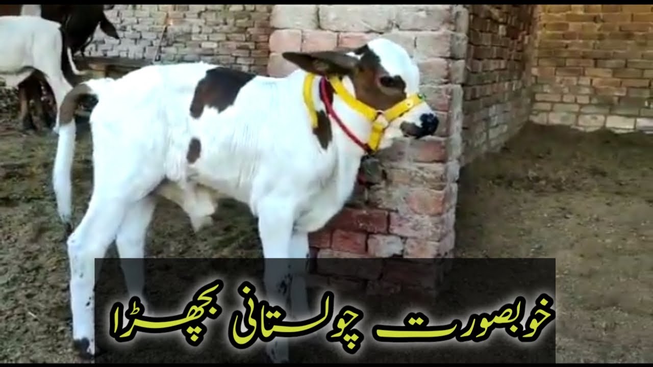 Pure Cholistani Calf II Beautiful calf II Naveed Cattle Farm - YouTube