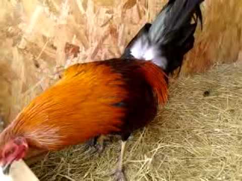 Gallo Warhorse
