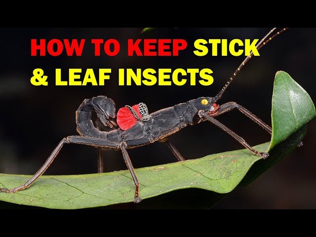 Keeping Spiny Leaf Insects - Infoupdate.org