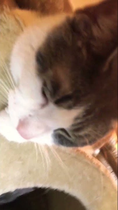 Catnip never gets old 🤣 - YouTube