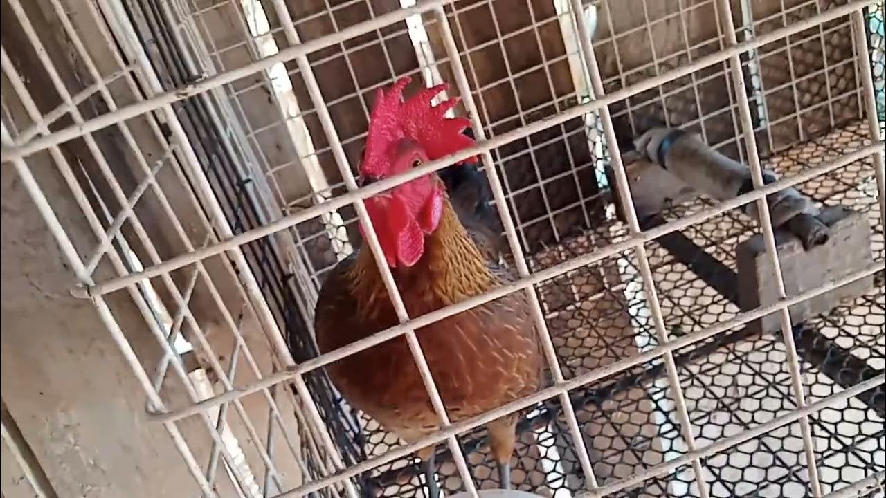 24 (1)Saib qaib phauj taub yo g ib tug mes nyuam qaib dib tuaj zoo heev nawb. 2023 - YouTube