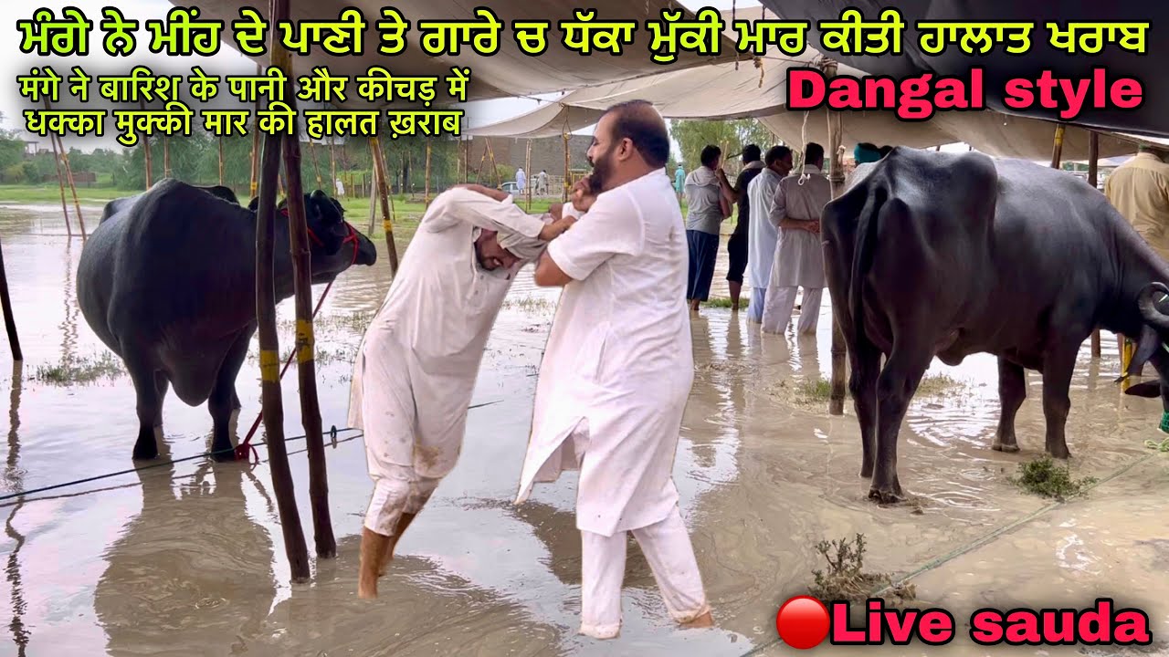 ਮੰਗੇ ਨੇ ਮੀਂਹ,ਪਾਣੀ ਗਾਰੇ ਚ ਕਰਤਾ ਬੁਰਾ ਹਾਲ #live_sauda buri majj buffalo ...