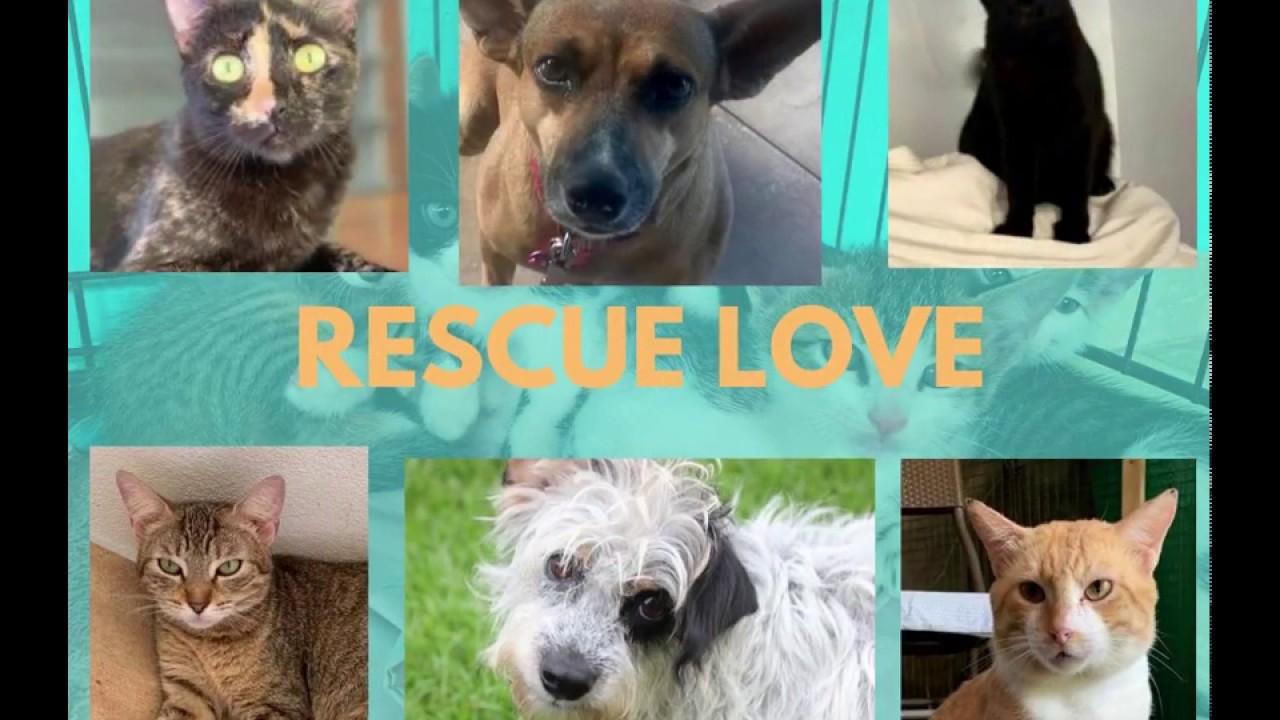 My RESCUED DOG (and Cat) RESCUED me! - YouTube