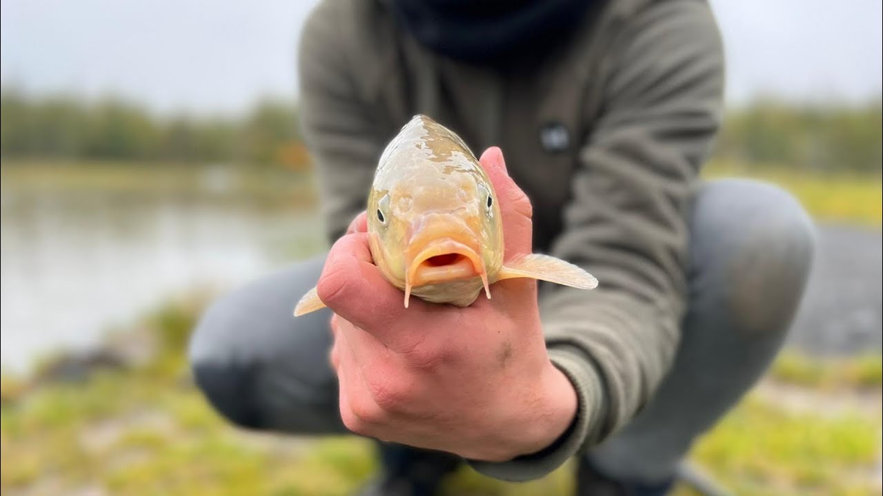 Pre winter carp session | carp fishing uk | fishing Scotland - YouTube