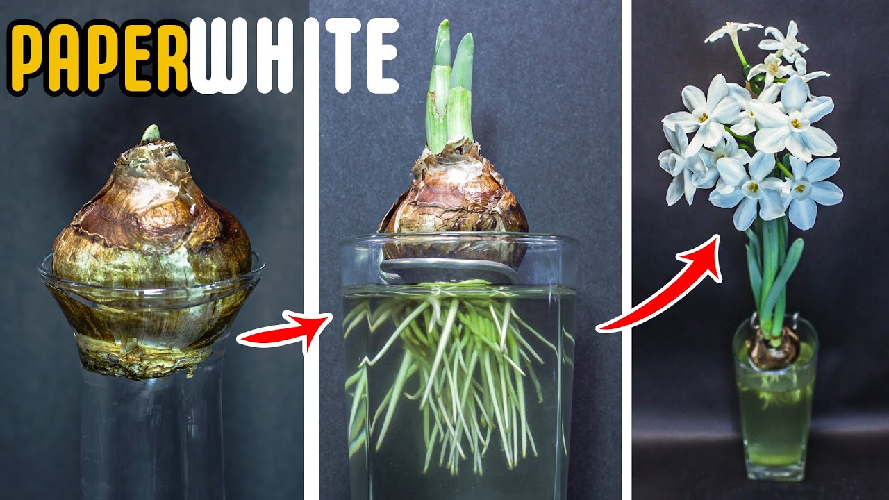 Growing Paperwhite Narcissus Flower From Bulb (48 Day Time Lapse) - YouTube