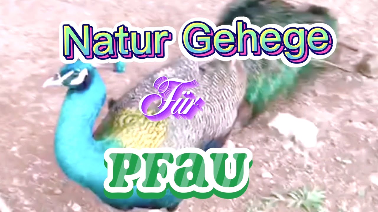 Natur Gehege Für Pfau 🦚 - YouTube