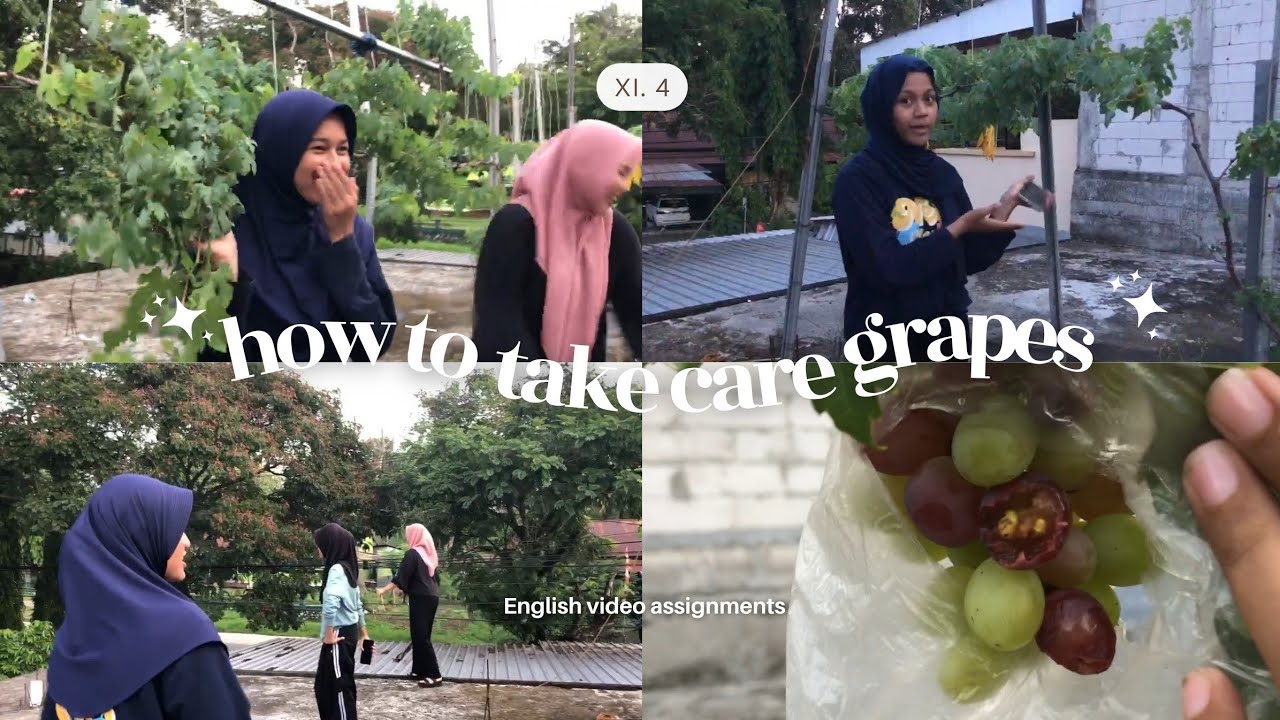 how to take care grapes ! 🍇🌞 - YouTube