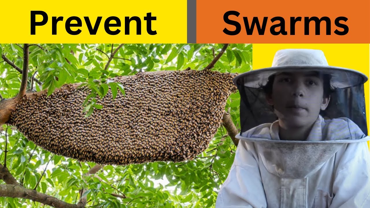 Beekeeping | Prevent Swarming - YouTube