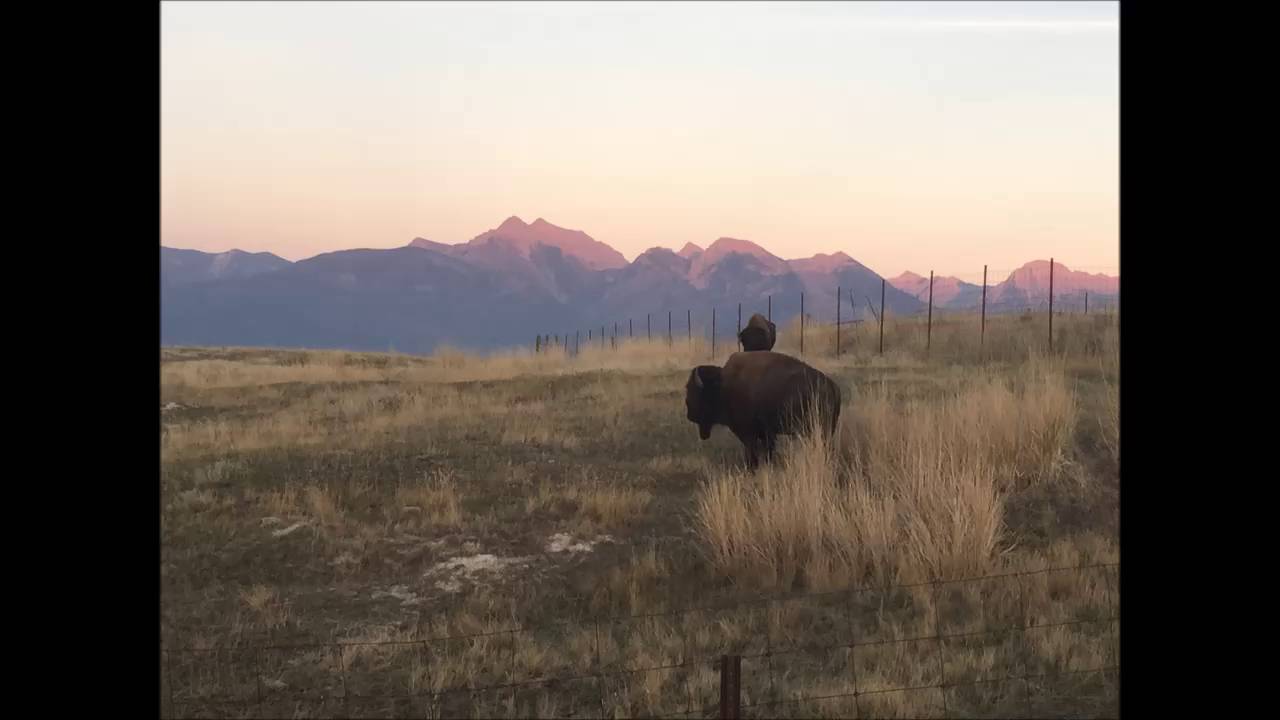 Lawsuit Over Bison Culling in Yellowstone National Park - YouTube