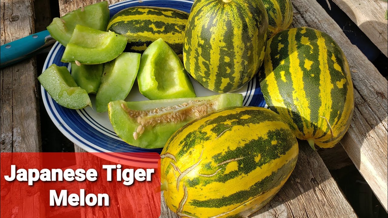 Japanese Tiger Pocket Melon Harvest Cut & Taste Test Review! Growing ...