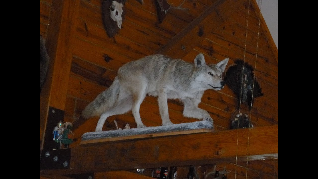 Coyote Hunting in the Ozarks of Missouri SOLO, number 9....... - YouTube