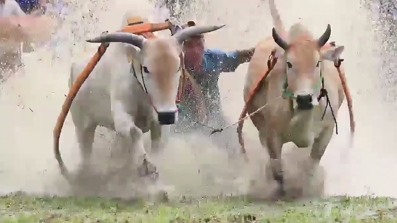 Cow Racing
