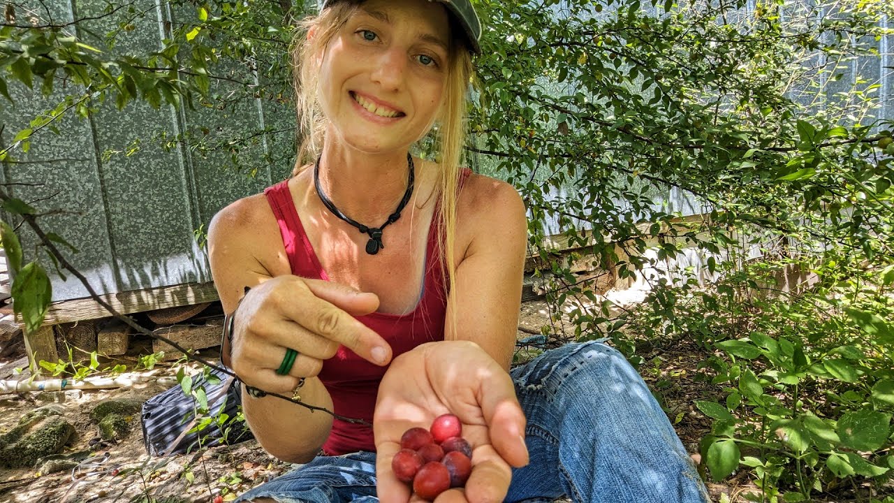 Get Plumb Wild! Making Jam from These Native Plums - YouTube