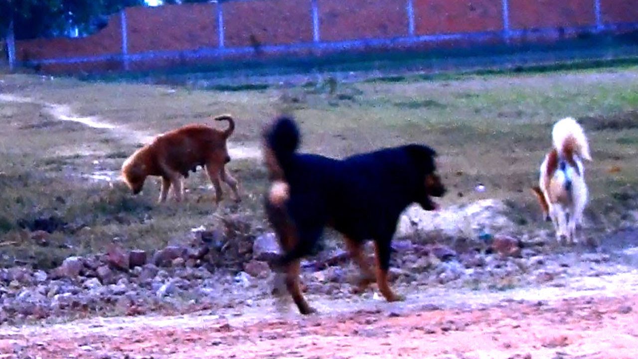 The best day to day cute boy ker try to meet new girl and give many ...