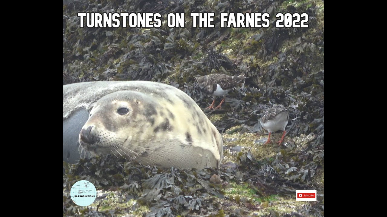 Turnstones On The Farnes Jan. 2022 - YouTube