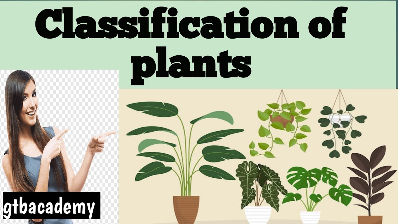 classification of plants grade 5 / classification of plants #plants # ...