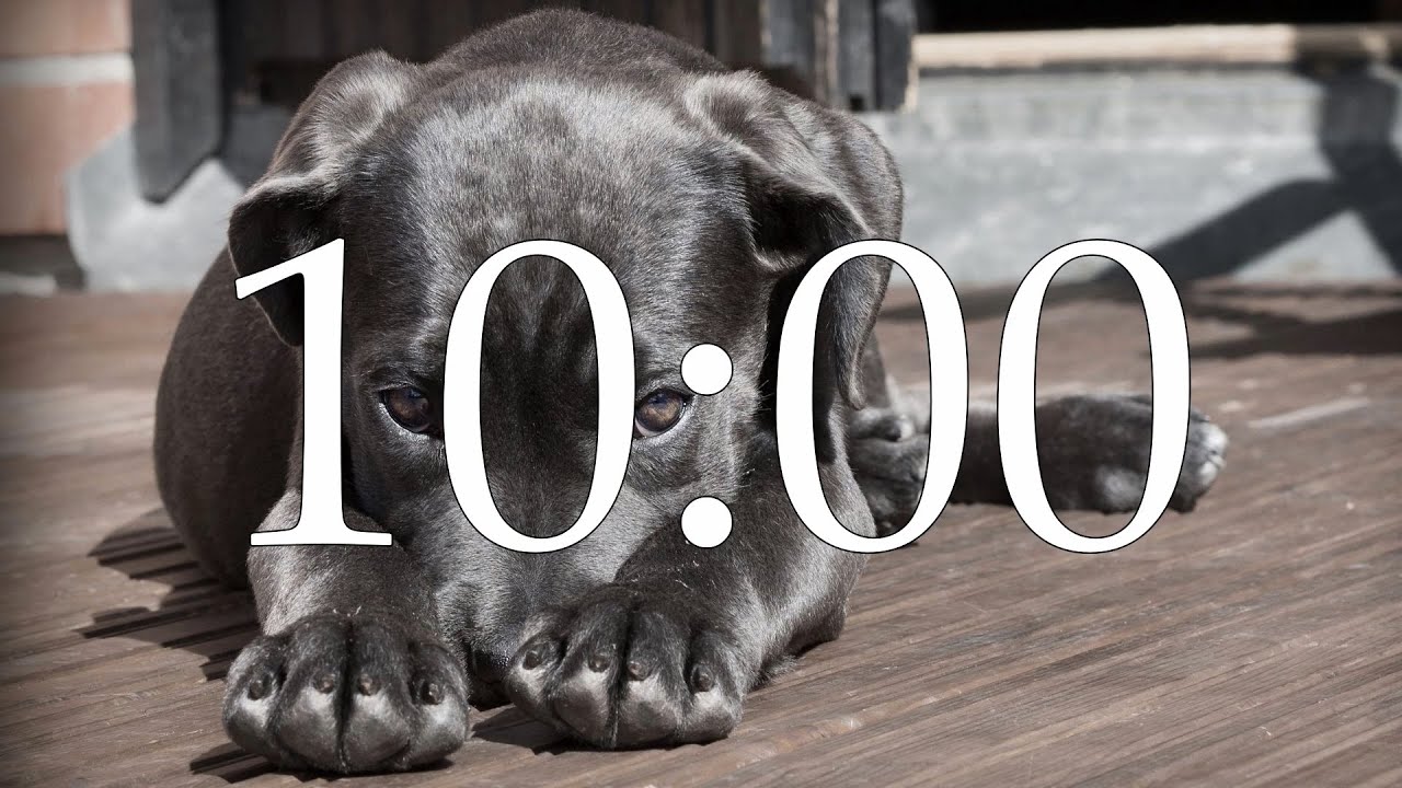 10 minutes with black, sweet and very cuddly puppy - countdown timer ...