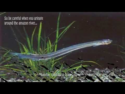 Candiru Dangerous fish in Amazon - YouTube