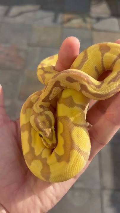 Super bright Ball Python! Banana Super Enchi Male. 🤌😲 #ballpython # ...