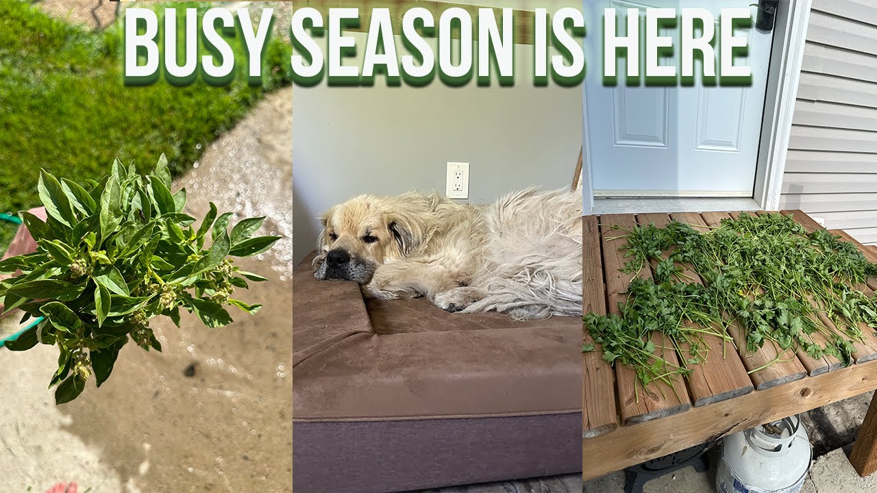 Busy Season Has Begun - YouTube