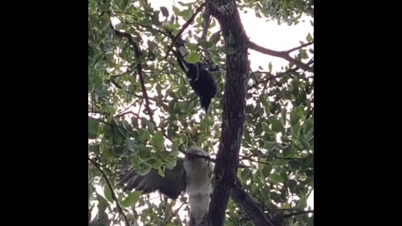 Giant Baby Bird Bigger Than Parent Channel billed Cuckoo Chick Being Fed By A Pied Currawong giant-baby-bird-bigger-than-parent-channel-billed-cuckoo-chick-being-fed-by-a-pied-currawong