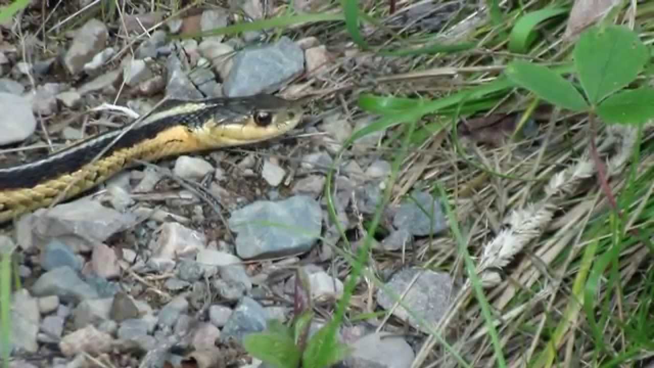 Eastern Garter Snake Head-Swaying - YouTube