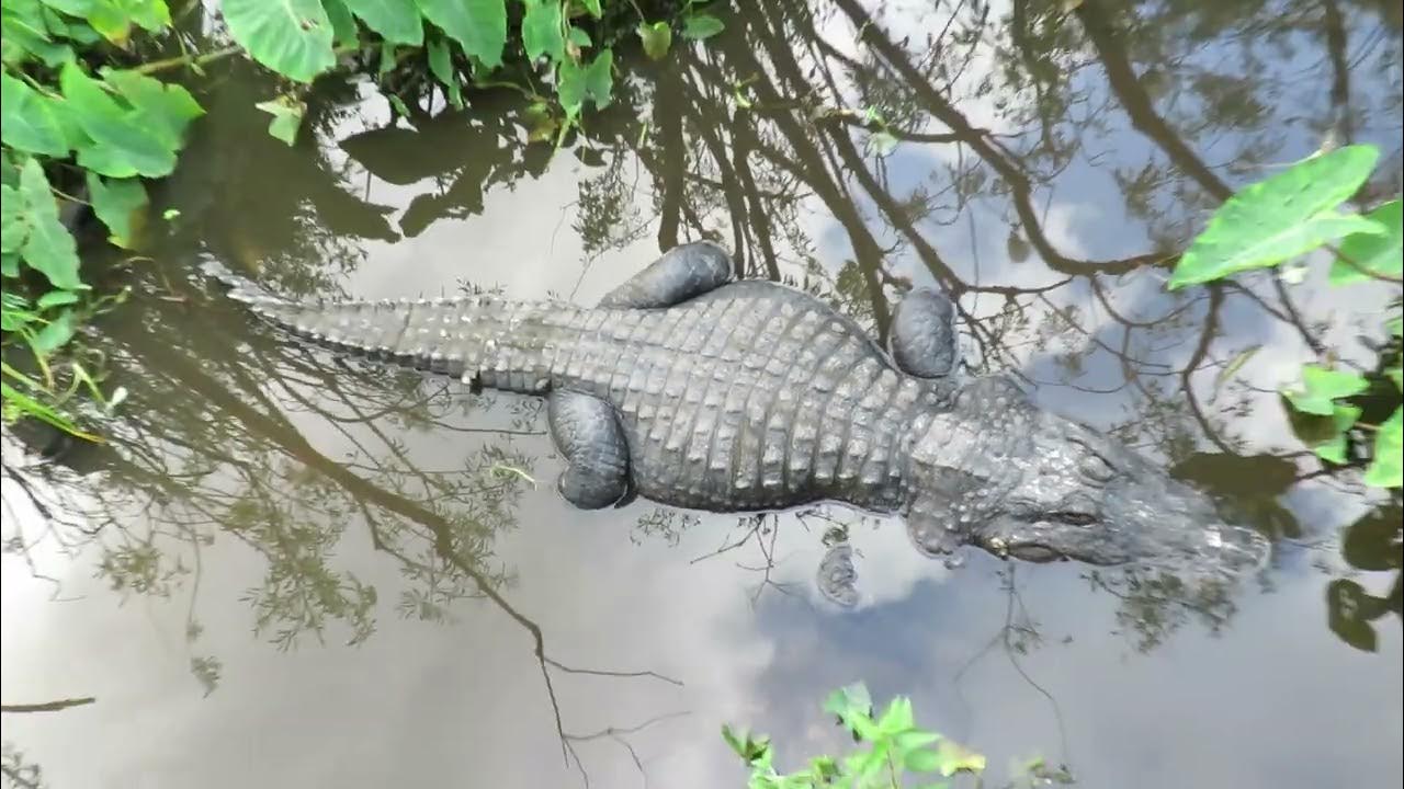 Check Out the Girth on Alligator in Breeding Marsh & Wading Bird ...