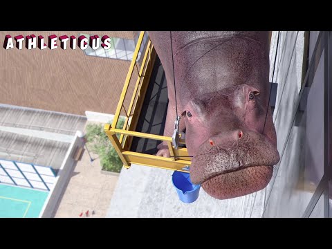 SEASON 3 ❗ High Risk 🦛 Athleticus | Sport animals | Cartoon in English